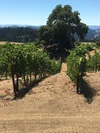 Producers — Yorkville Highlands