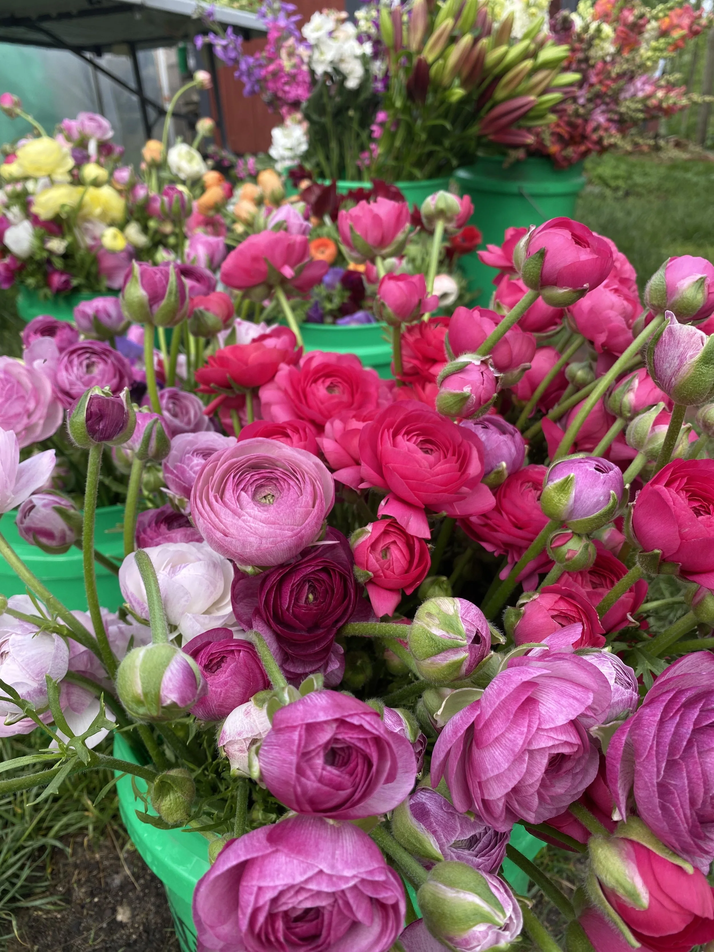 Flowerfield Farmstead