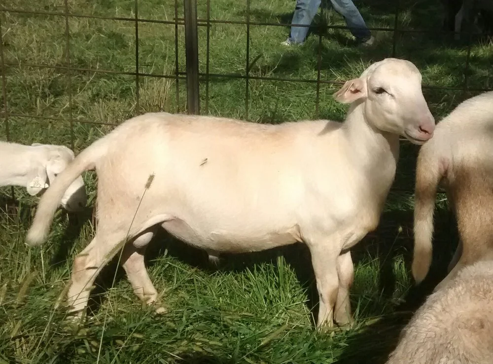 PASTURED LAMBS — Joy of Illinois Farm