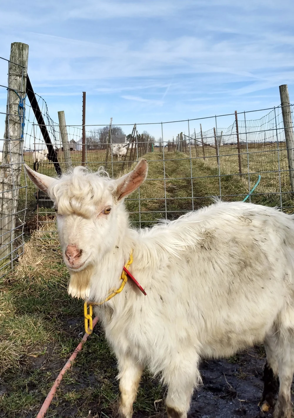 PASTURED GOATS — Joy of Illinois Farm