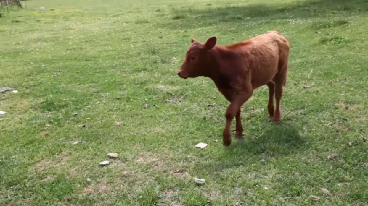 Red Heifer Born in Israel — The King is Coming