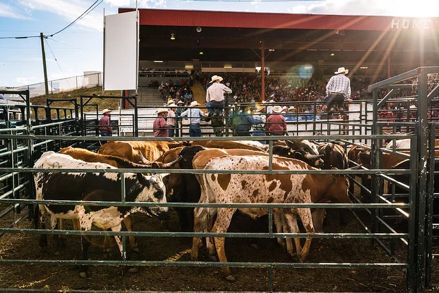 News — Williams Lake Stampede