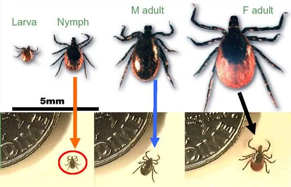 Living in Tick Country — The Root Circle
