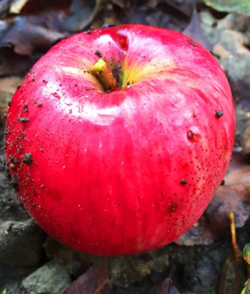 Wild Apple — The Root Circle