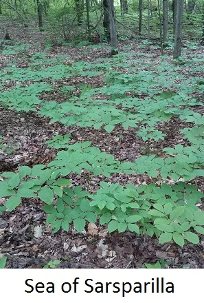 Aralia Nudicaulis ~The Wild Ways of American Sarsaparilla — The Root Circle
