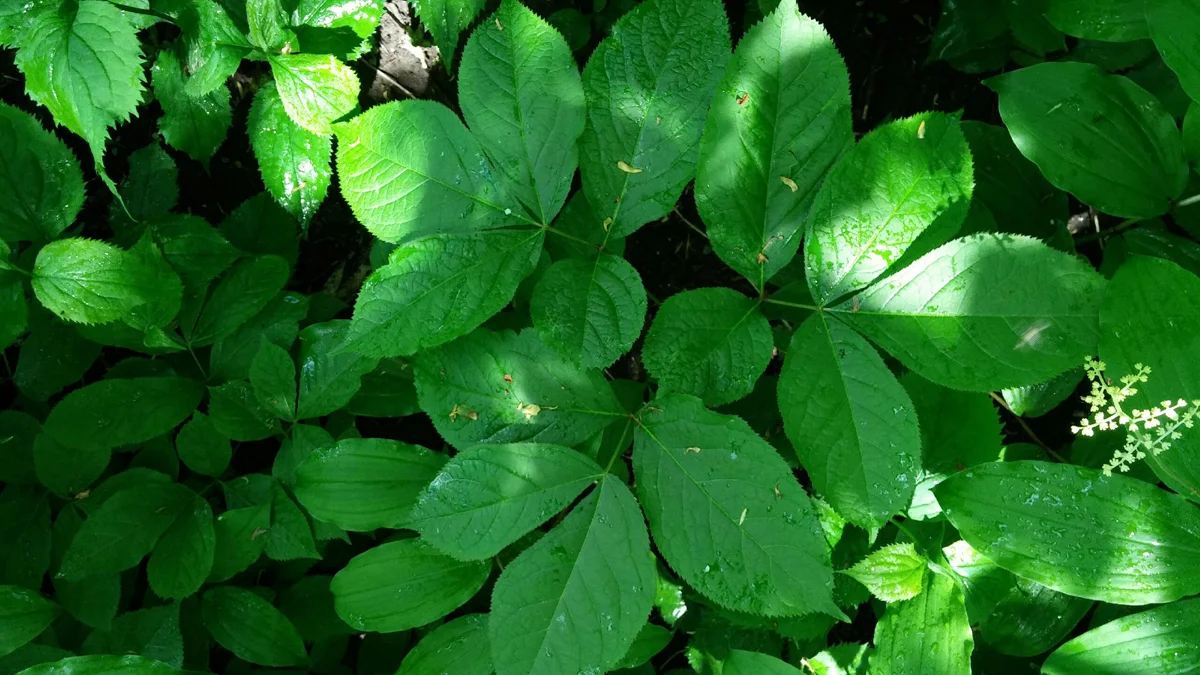 Aralia Nudicaulis ~The Wild Ways of American Sarsaparilla — The Root Circle