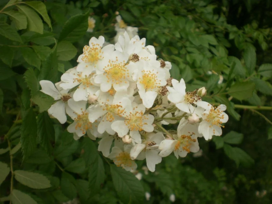 Making Flower Waters — The Root Circle