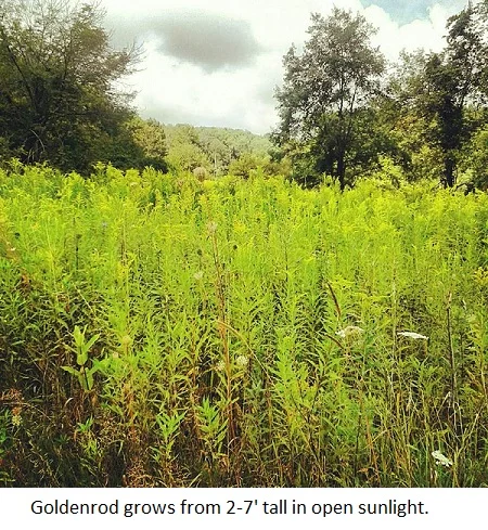 It's Goldenrod Time — The Root Circle