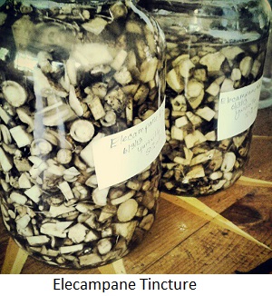 The Medicine of Elecampane — The Root Circle