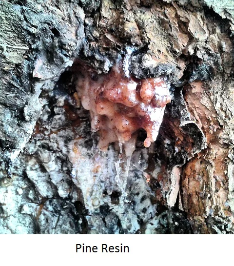 Getting To Know White Pine — The Root Circle