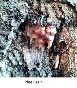 Getting To Know White Pine — The Root Circle