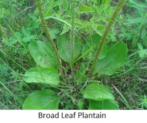 Plantain~A Humble Plant With Big Medicine — The Root Circle