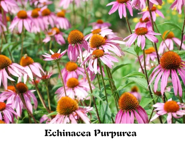 Echinacea and All That — The Root Circle