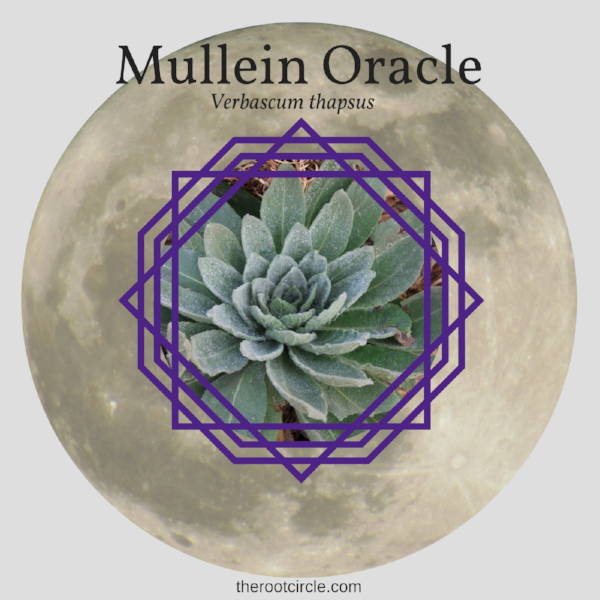 Plant Divination — The Root Circle