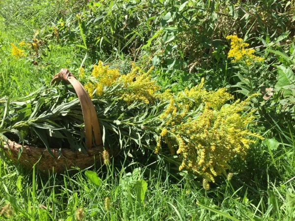 It's Goldenrod Time — The Root Circle