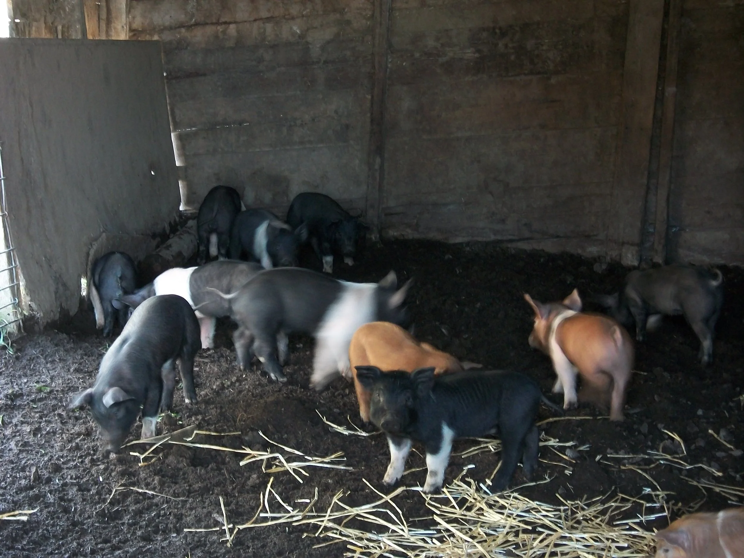 Four Seasons Farm