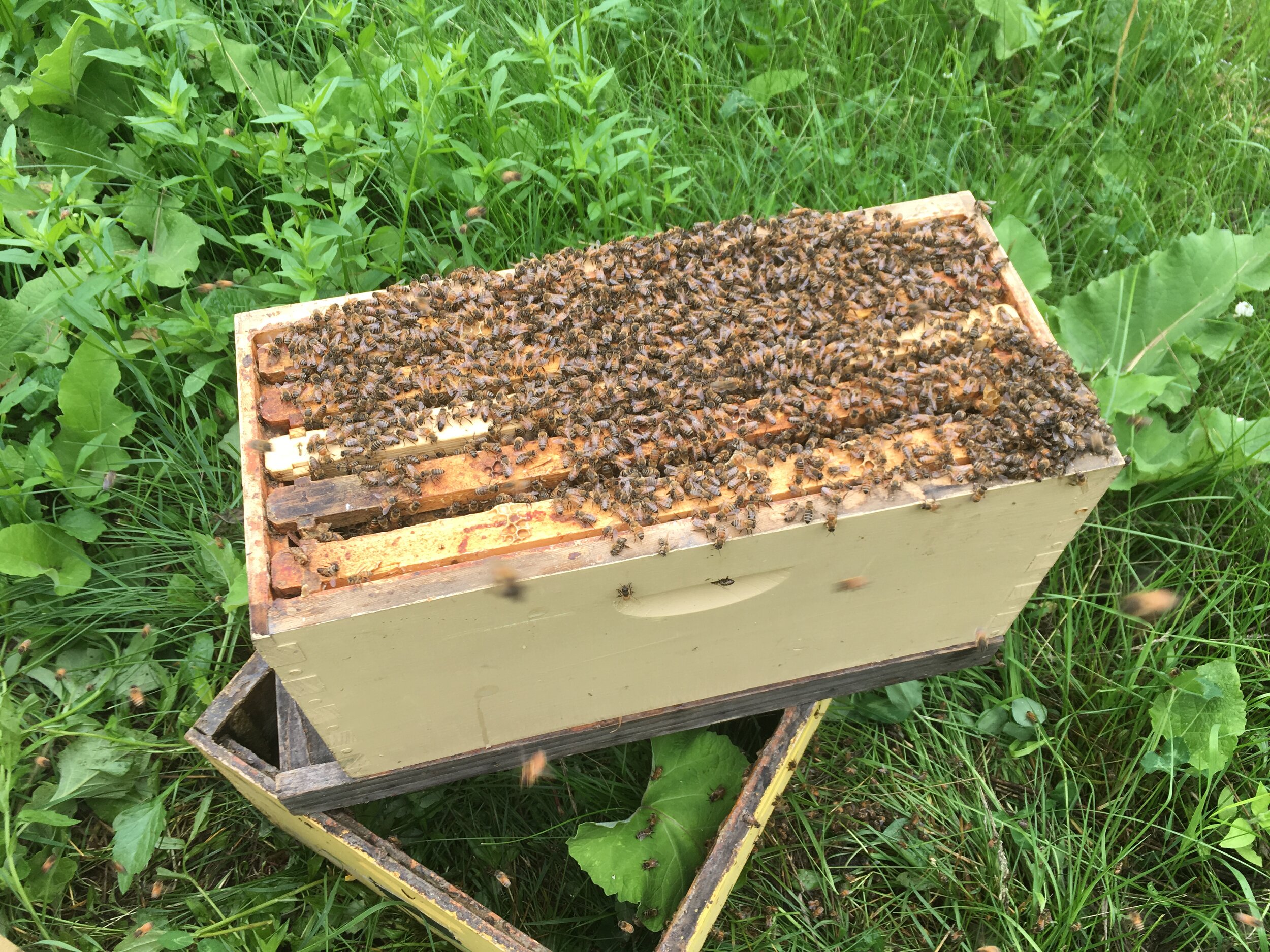 Buy Bees // — The Beez Kneez LLC