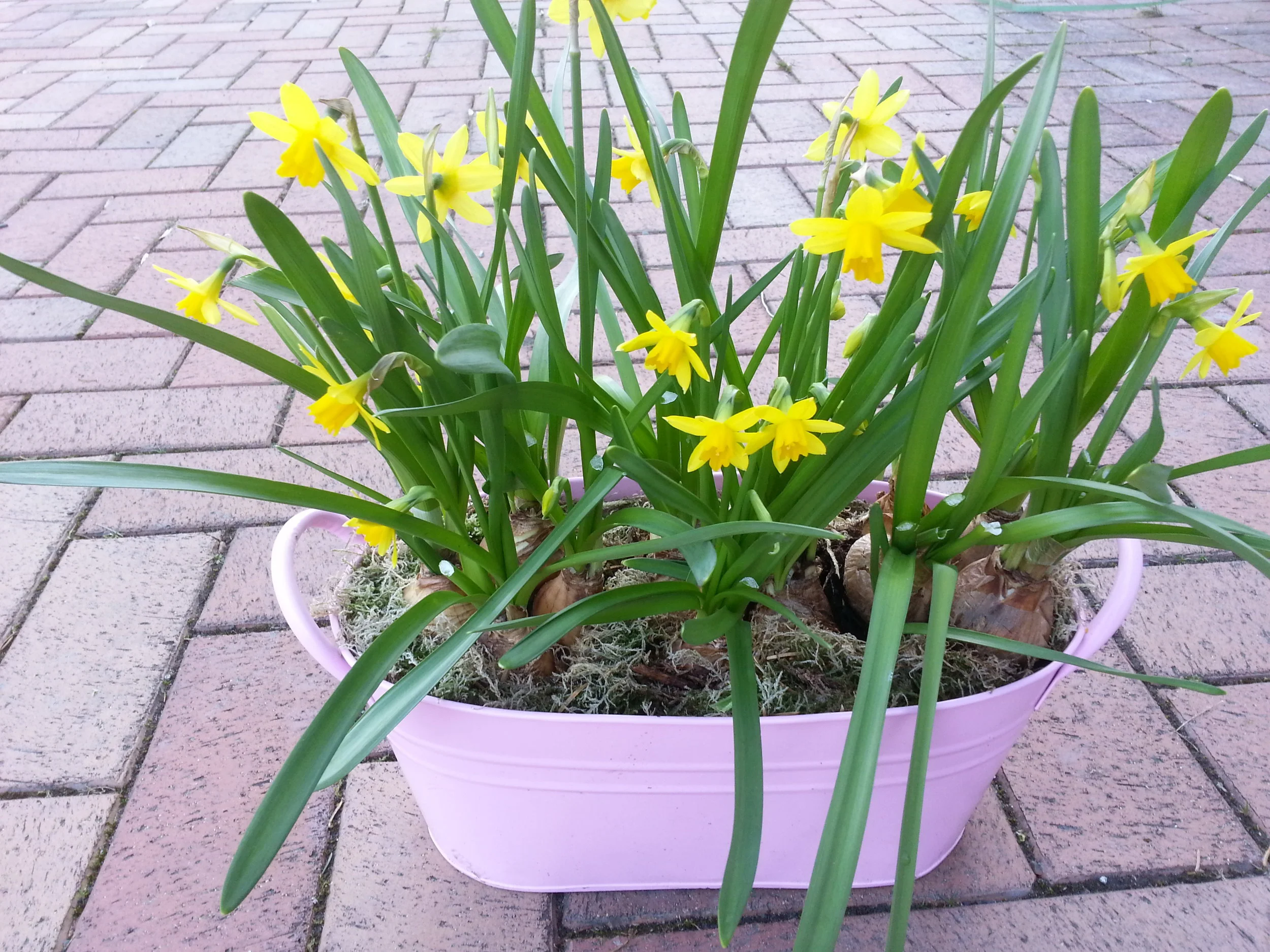 Projects — Welsh Moss