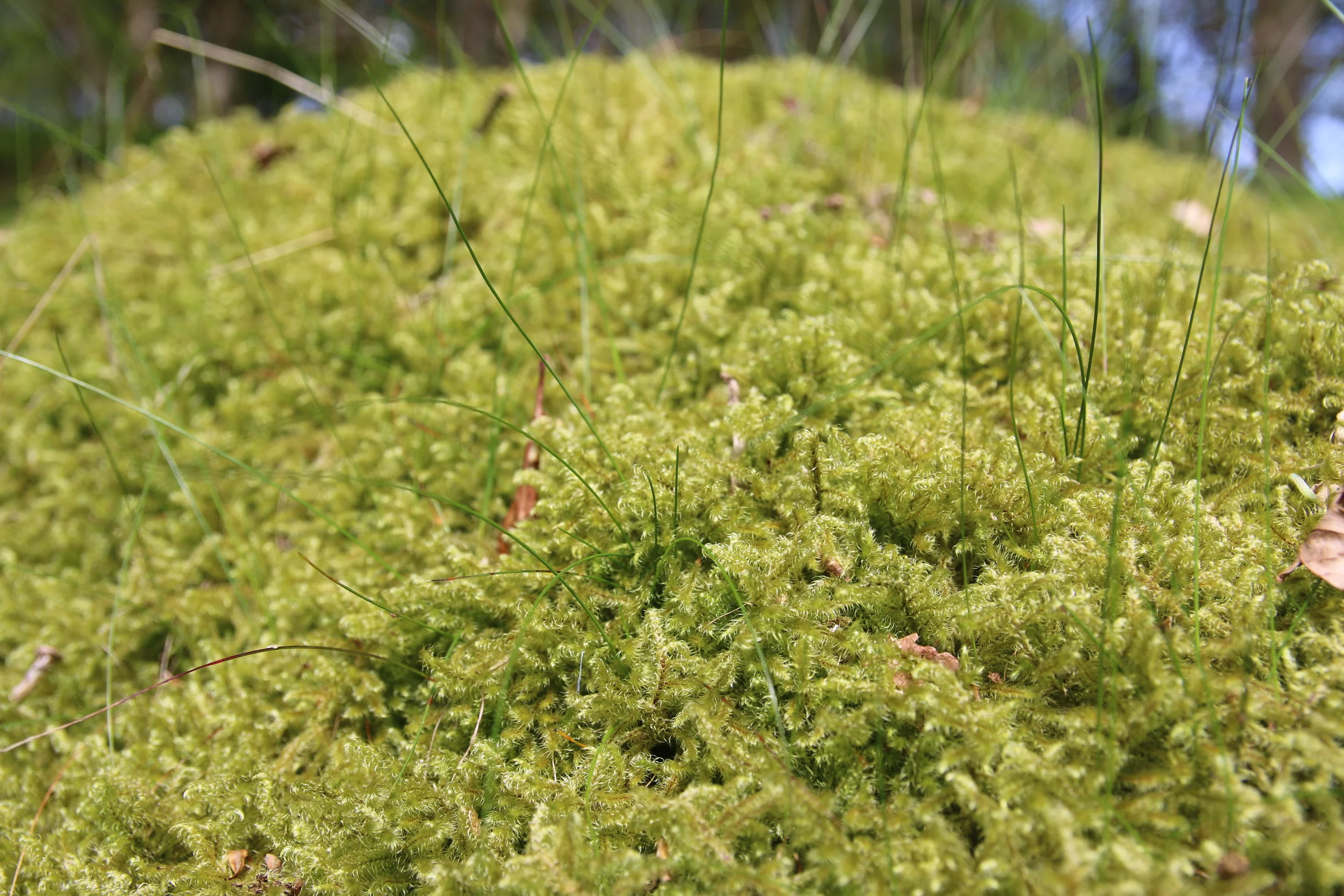 Gallery — Welsh Moss