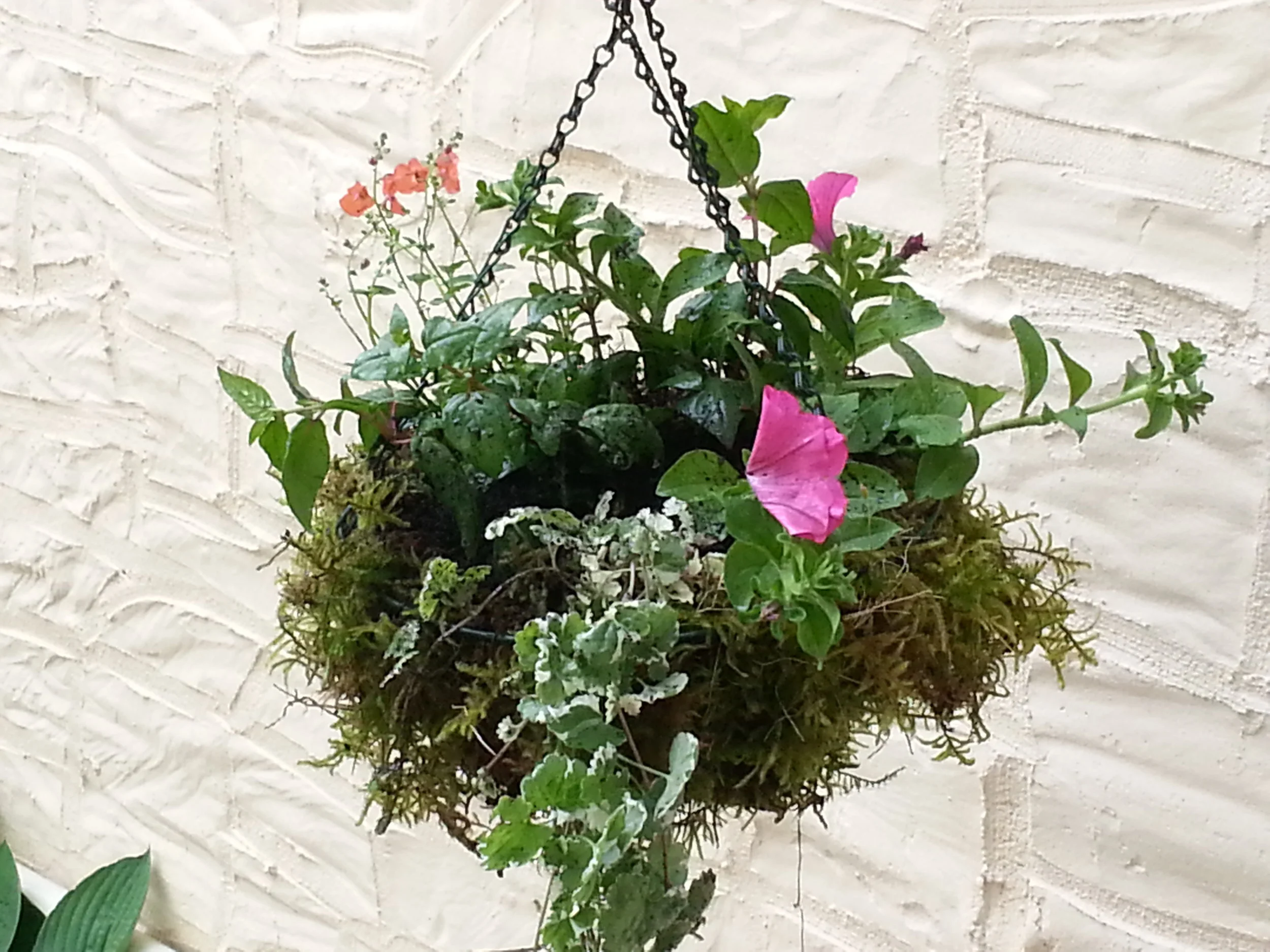 Gallery — Welsh Moss