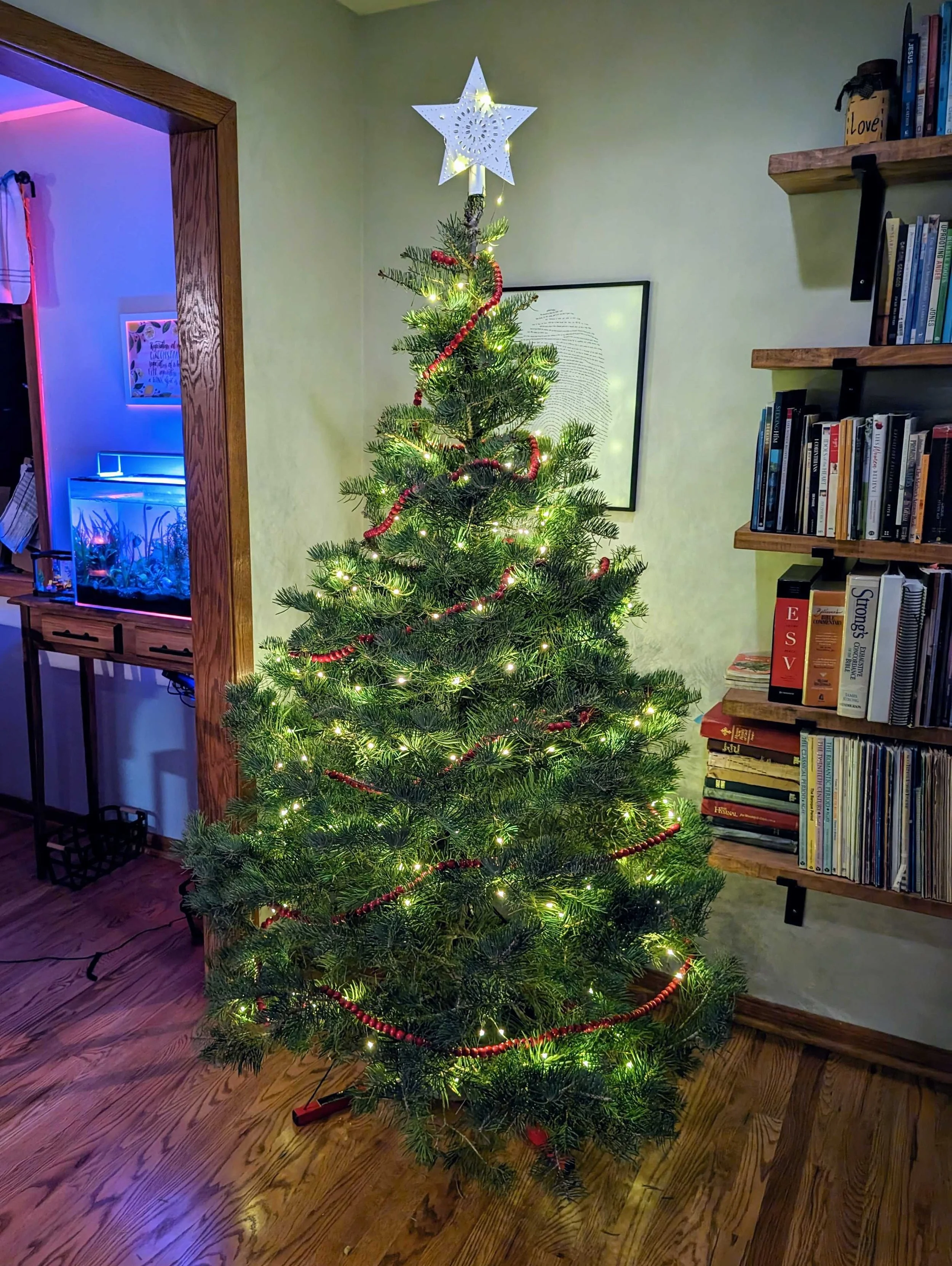 Nordstrom's Christmas Tree Farm | Omaha, NE