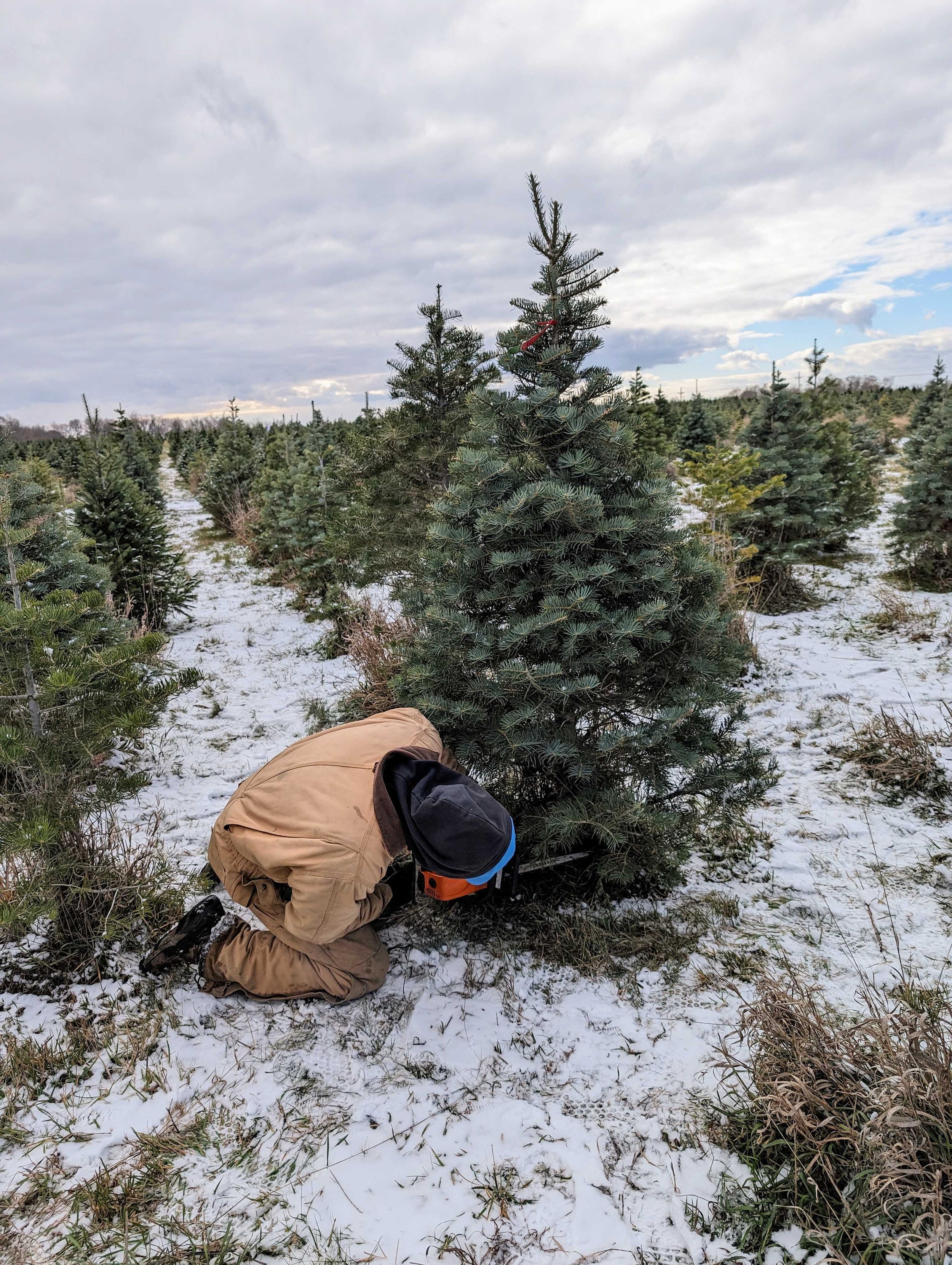 Nordstrom's Christmas Tree Farm | Omaha, NE