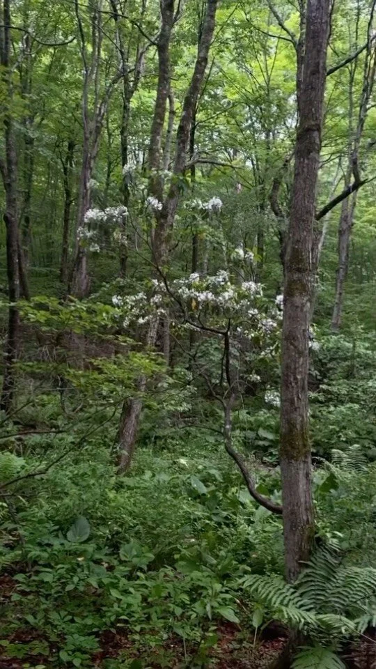 Home — Laurel & Ash Farm