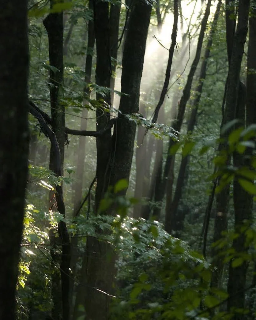 Home — Laurel & Ash Farm