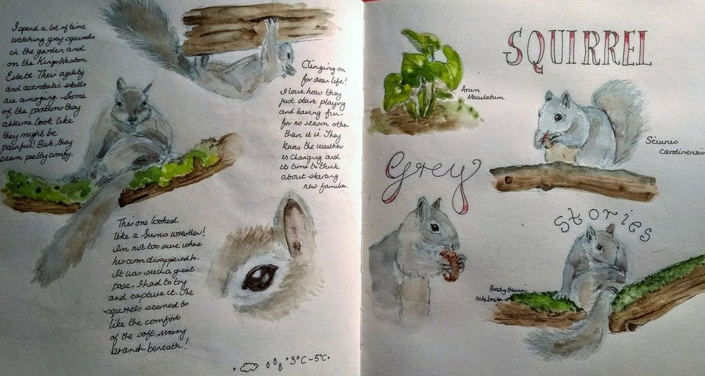 Squirrel Antics — Drawn Into Nature