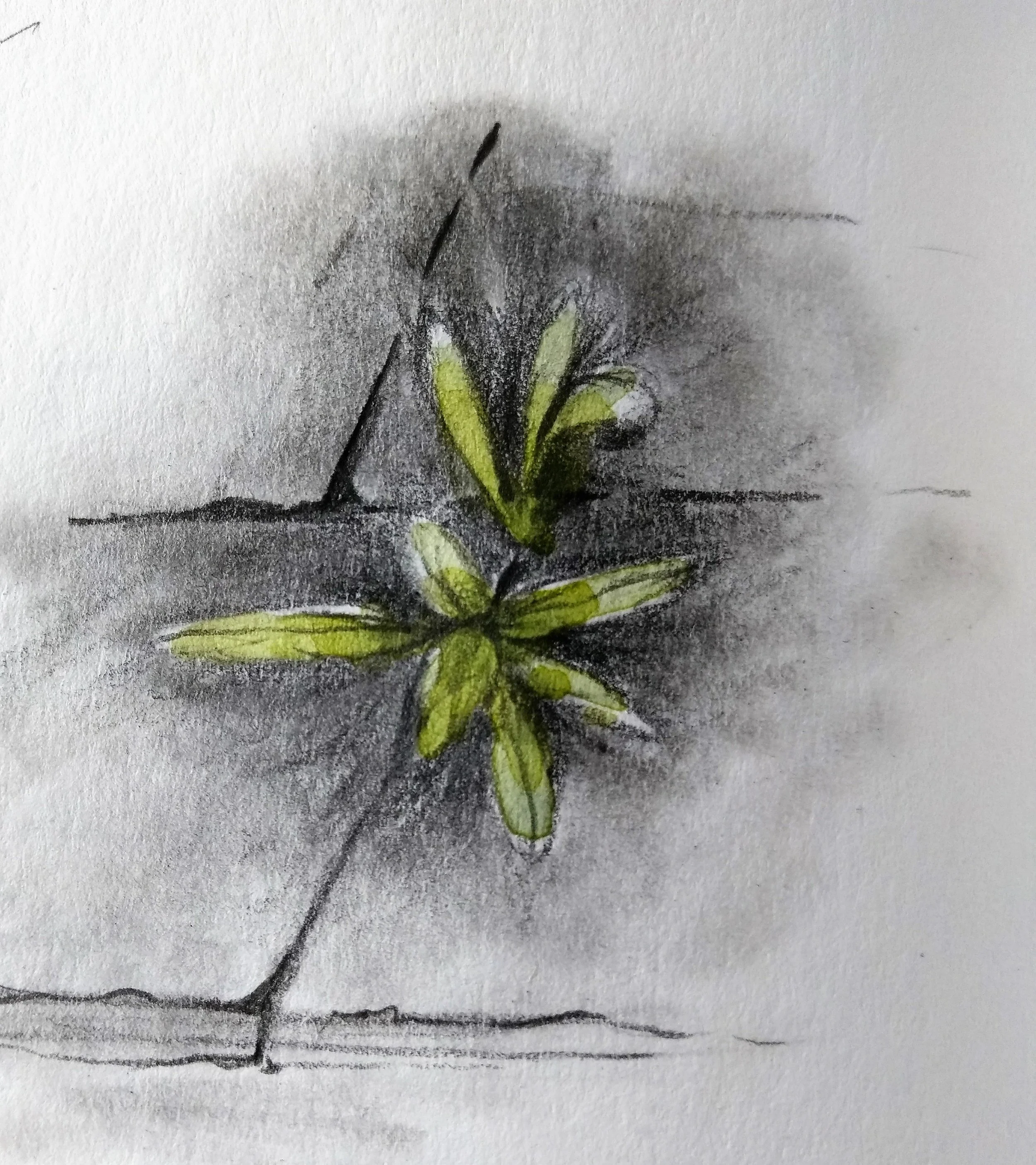 Connecting with Nature - wherever you are! — Drawn Into Nature