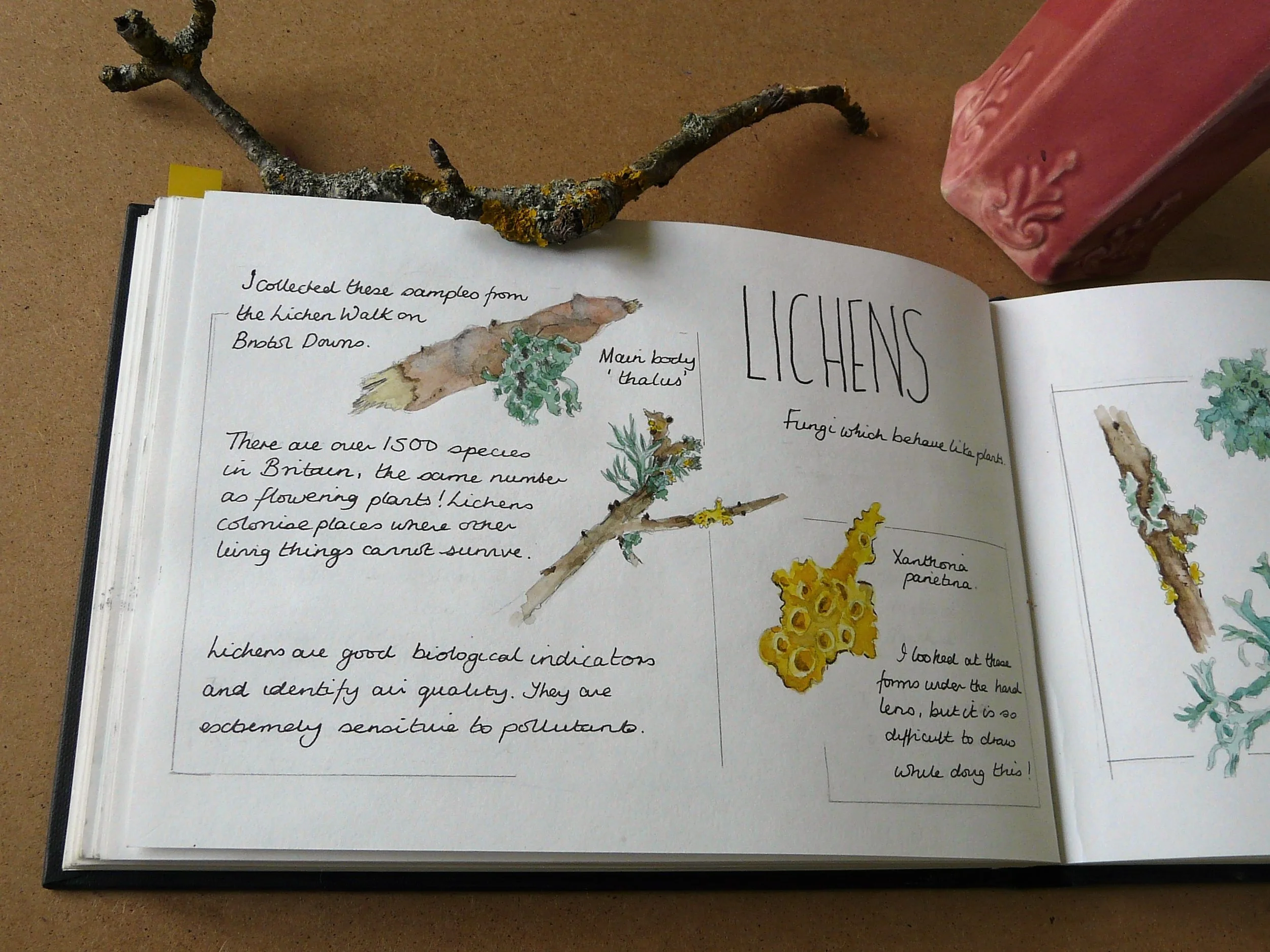 Nature Journal - Winter becomes Spring — Drawn Into Nature