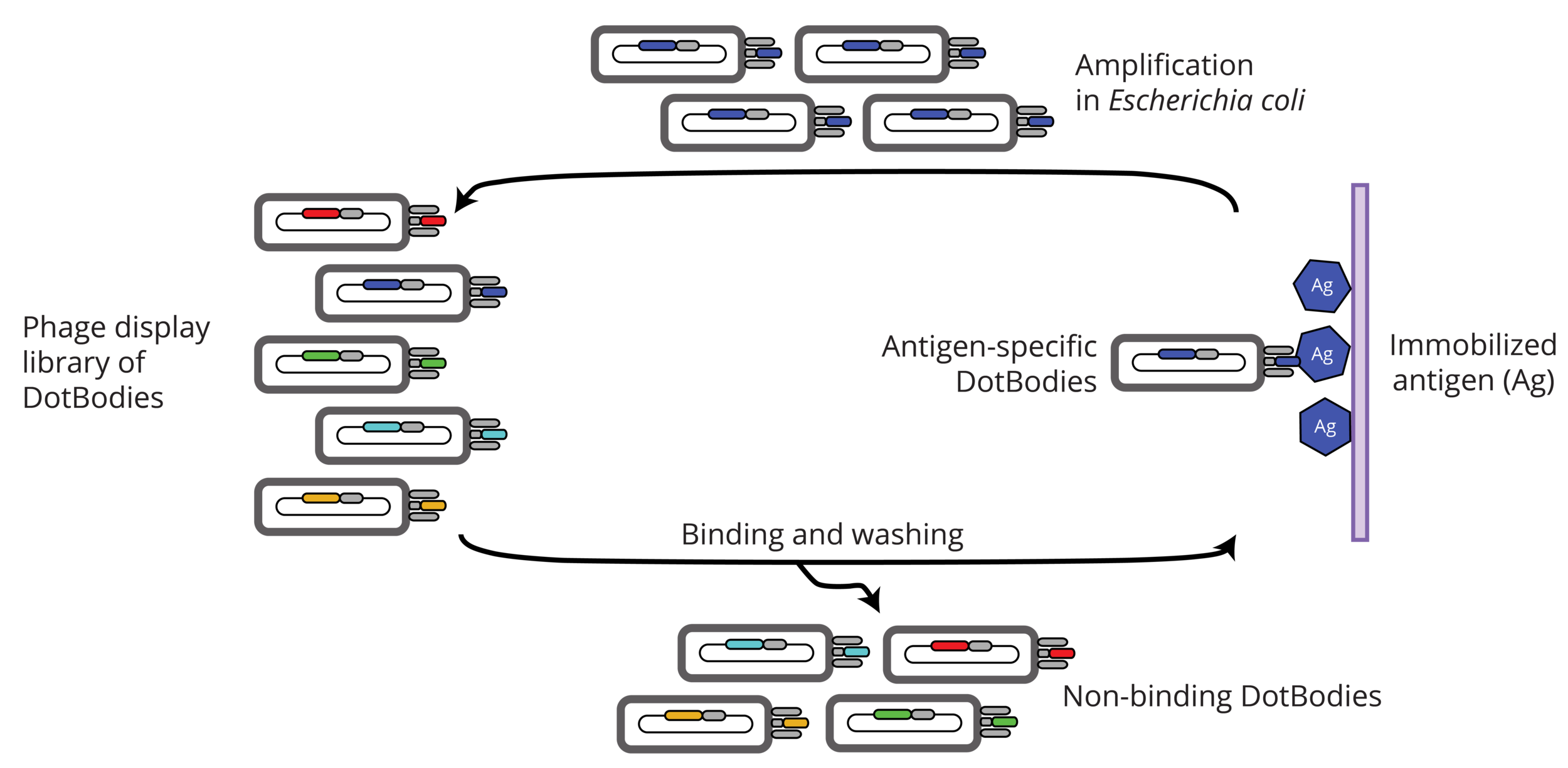 Technology — DotBio