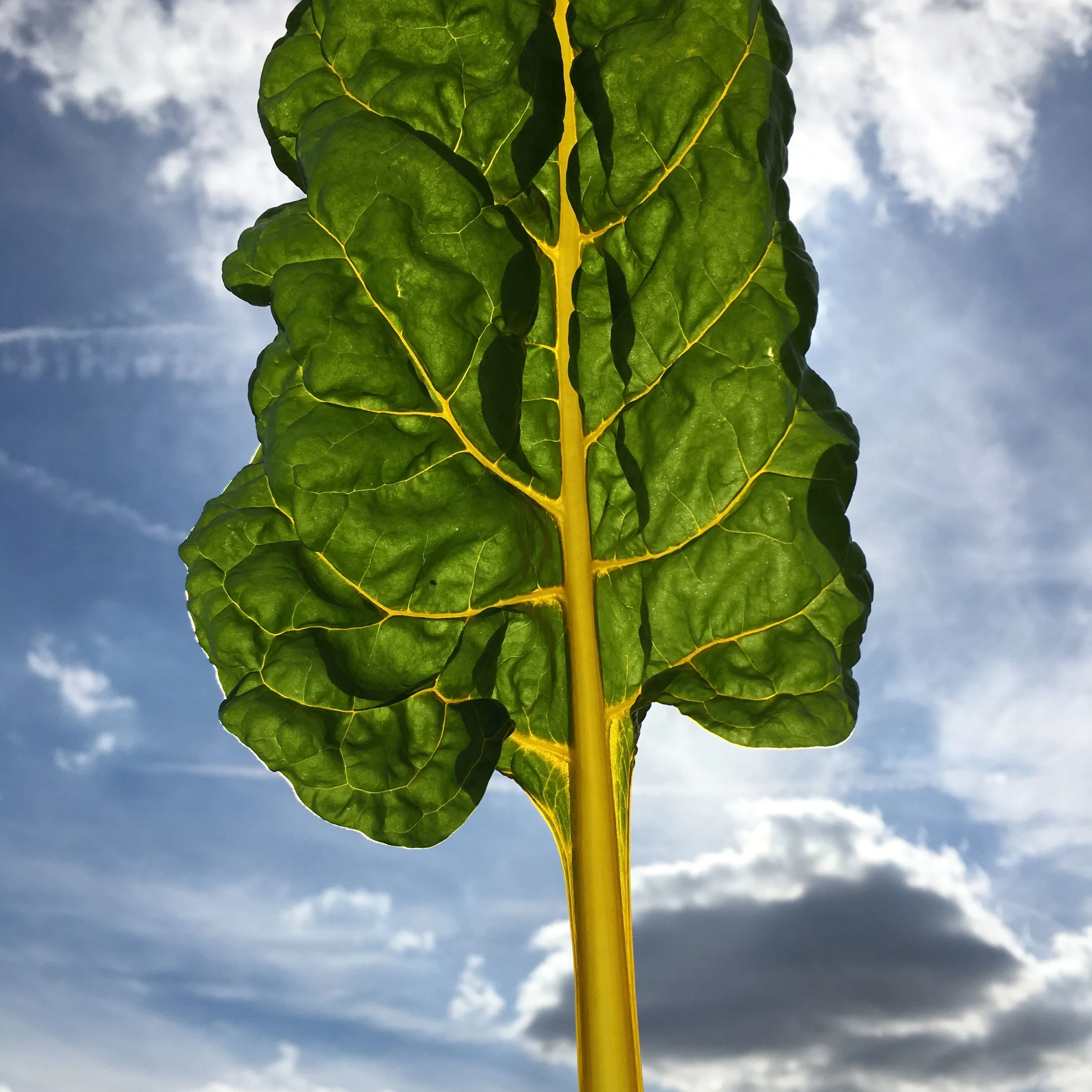 Farnham Community Farm