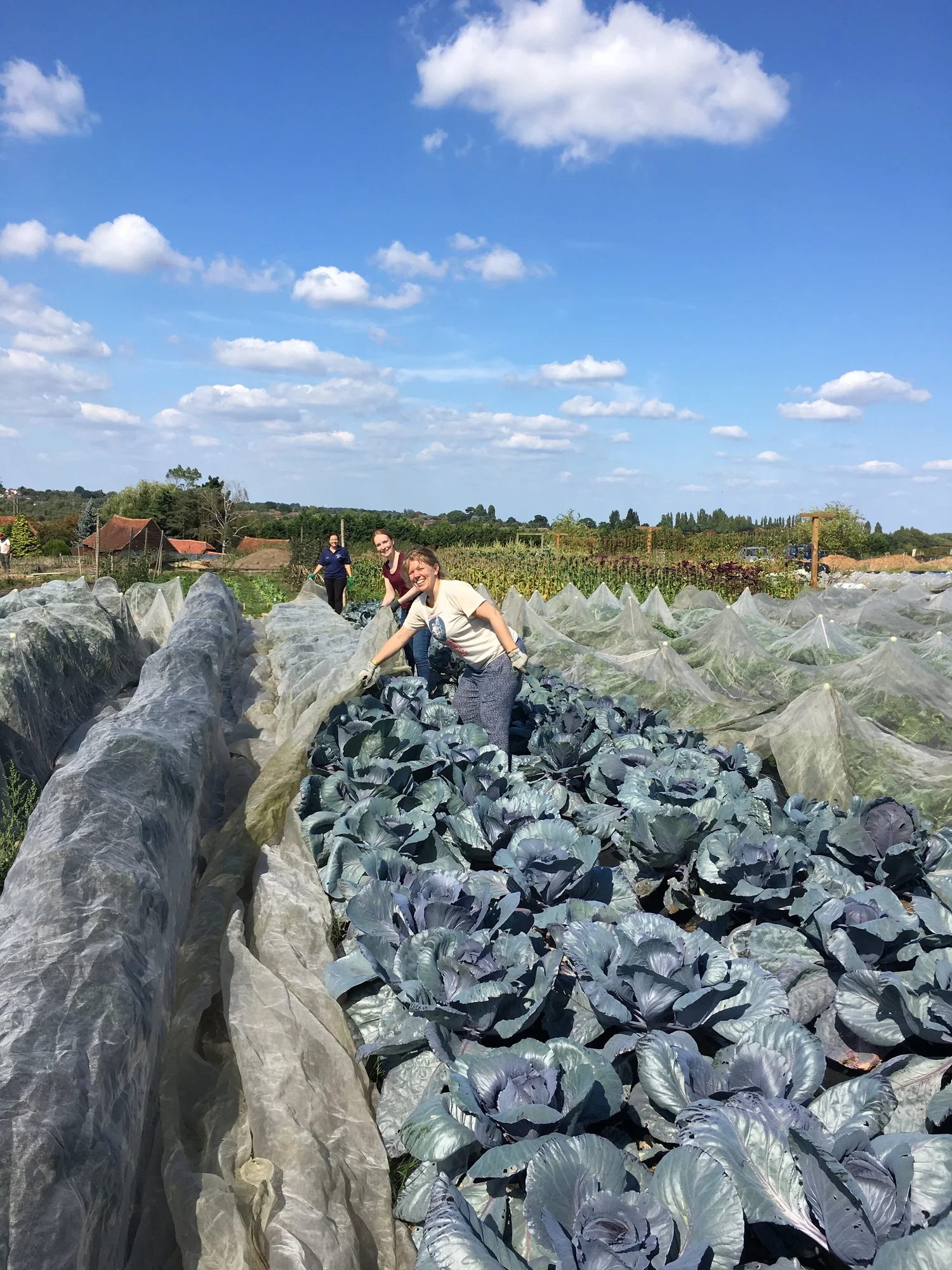 Volunteering — Farnham Community Farm