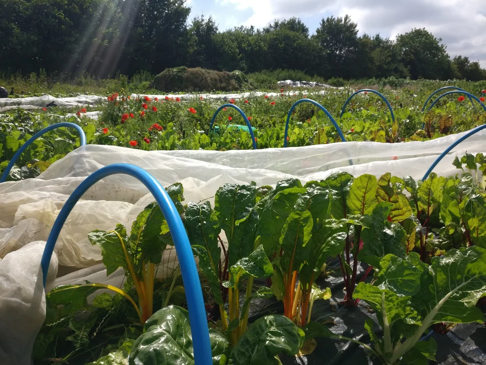 Our standards — Farnham Community Farm