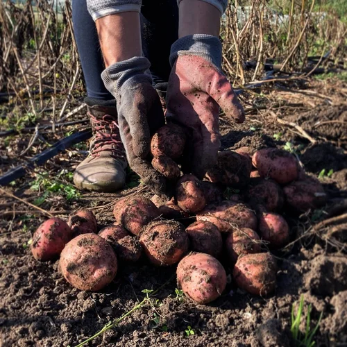Farnham Community Farm