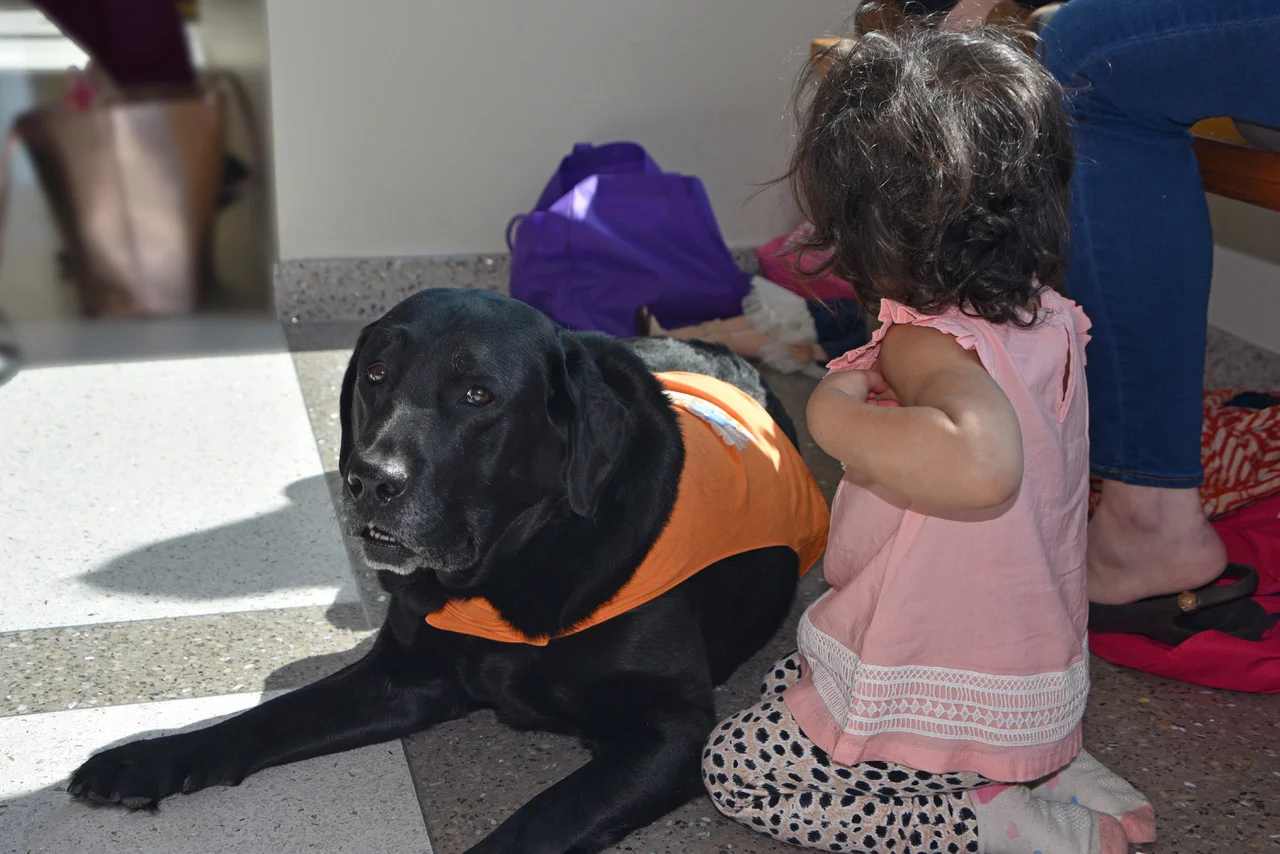 Program Overview — Roxy Therapy Dogs