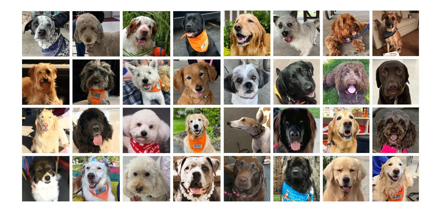 Roxy Therapy Dogs