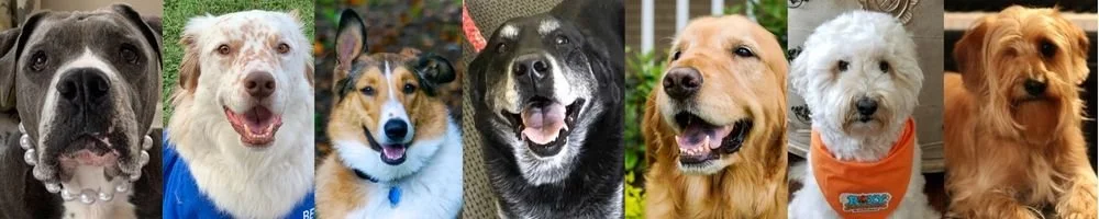 What Happens on a Visit — Roxy Therapy Dogs