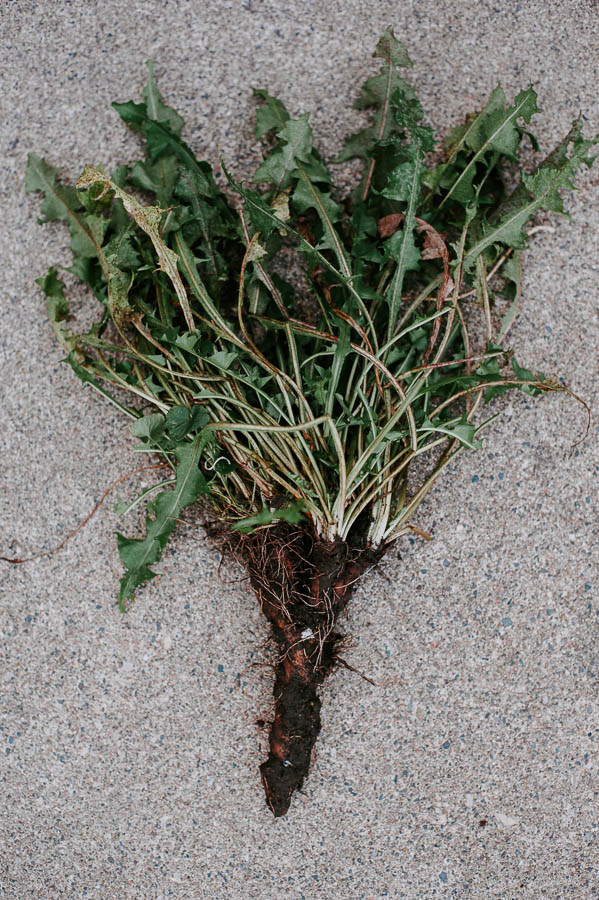 Taraxacum Officinale Root
