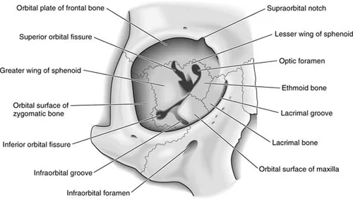 Orbital And Eyelid Anatomy — Ophthalmology Review