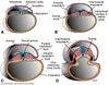 Embryologic Development Of The Eye — Ophthalmology Review