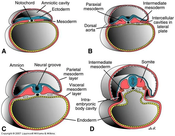 Embryologic Development Of The Eye — Ophthalmology Review