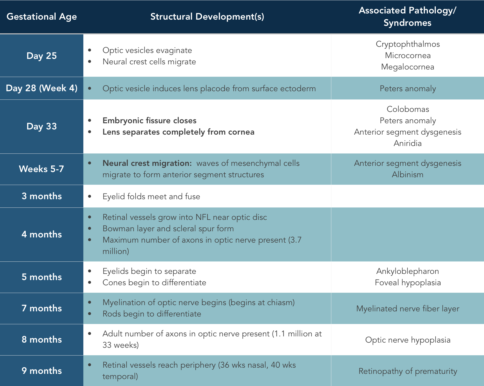 Embryologic Development Of The Eye — Ophthalmology Review