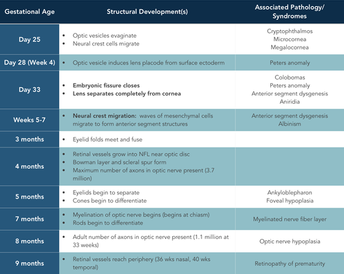 Embryologic Development Of The Eye — Ophthalmology Review