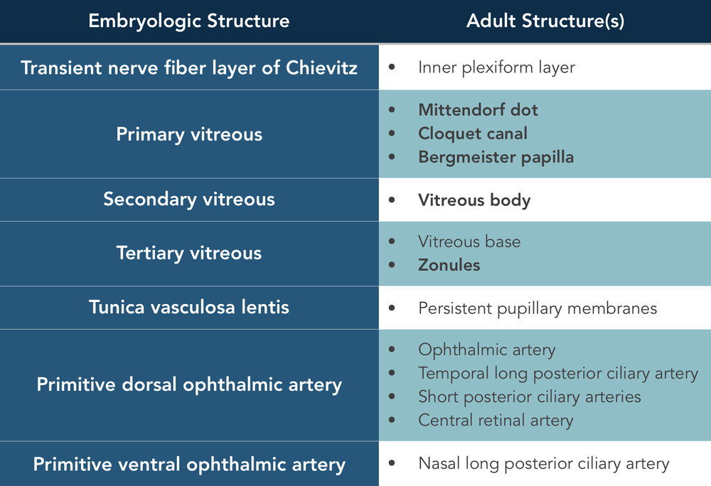 Embryologic Development Of The Eye — Ophthalmology Review
