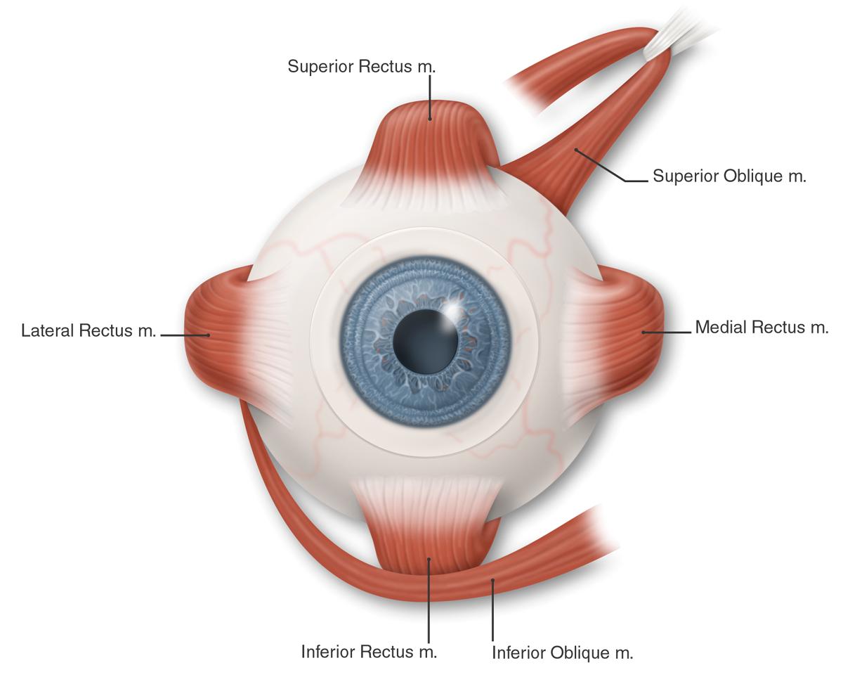 lateral rectus muscle function - Captions Graphic
