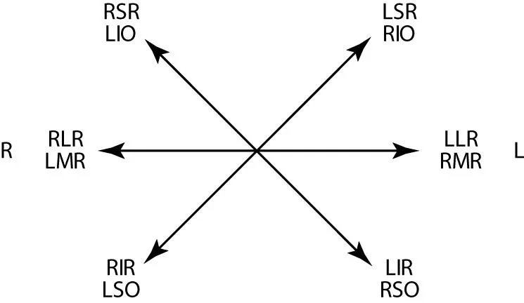 Extraocular Muscle Anatomy — Ophthalmology Review