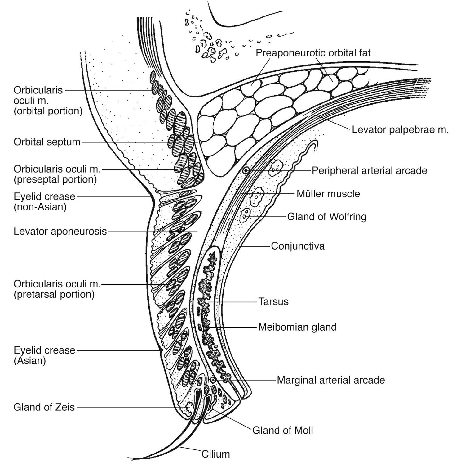 Eyelid Anatomy — Ophthalmology Review