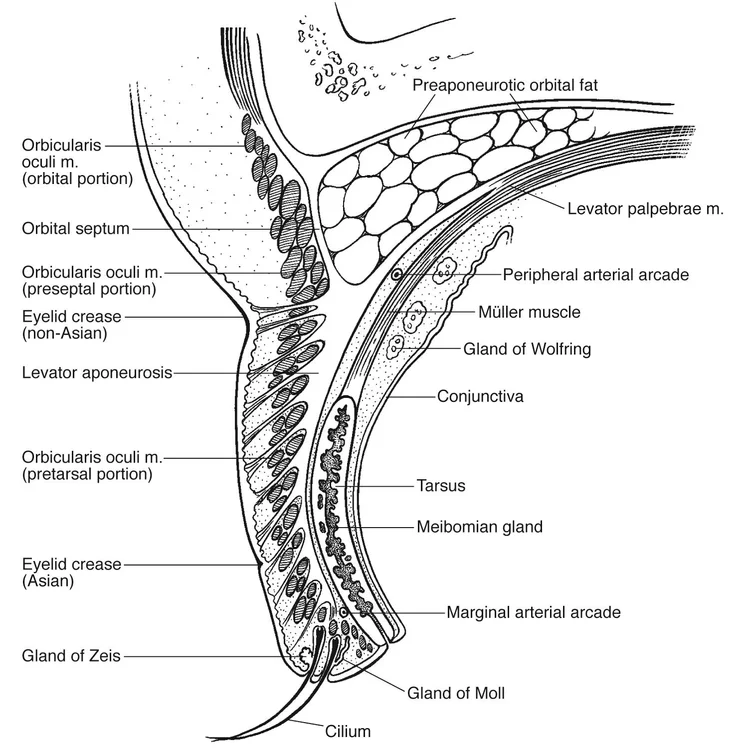 Eyelid Anatomy — Ophthalmology Review